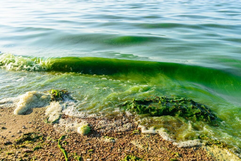 Health Official Issues Blue-Green Algae Bloom Alert for Lake Jesup ...
